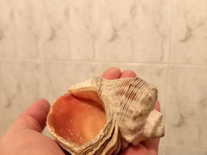 Ракушки с Чёрного моря