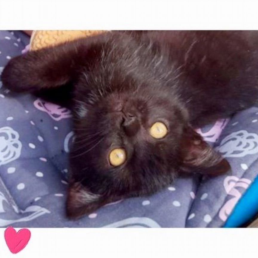 Котенок