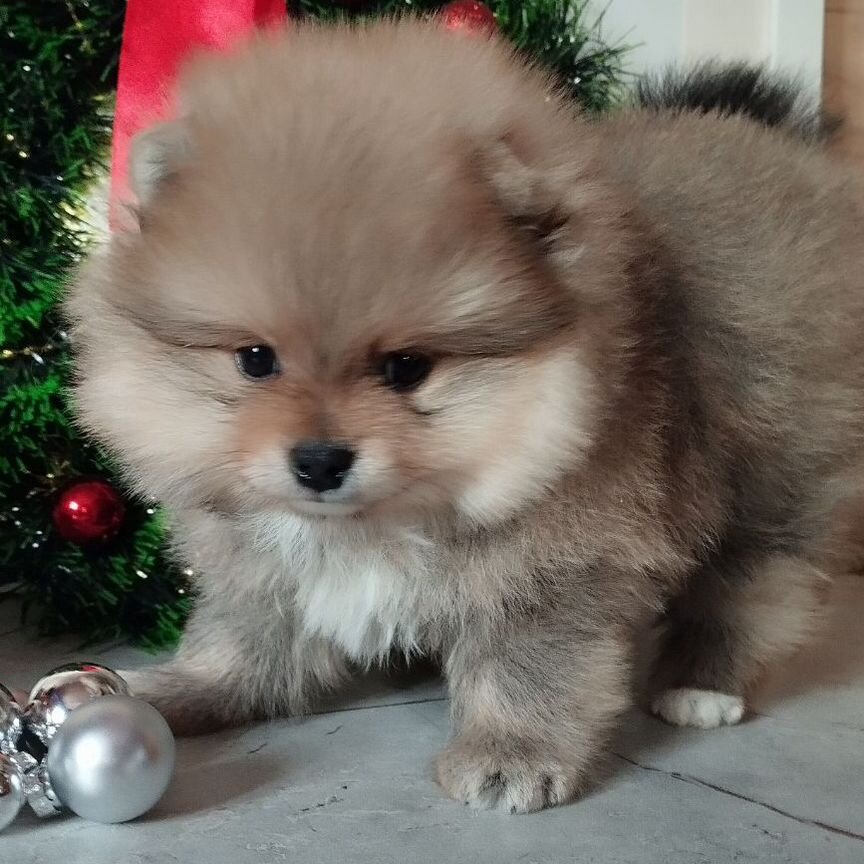 Померанский шпиц, щенок