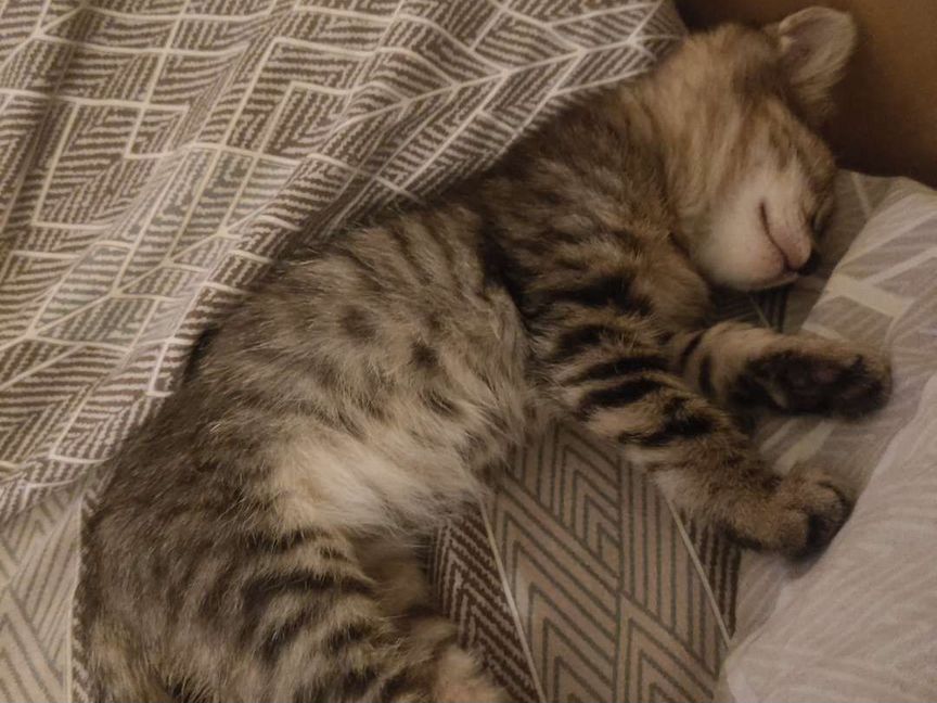 Кошка в дар