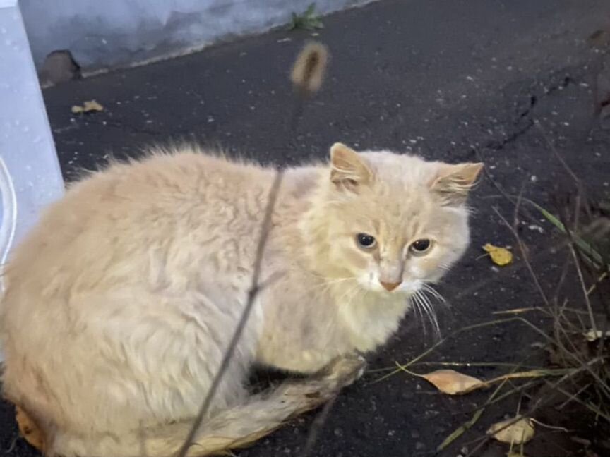 Котик в добрые руки