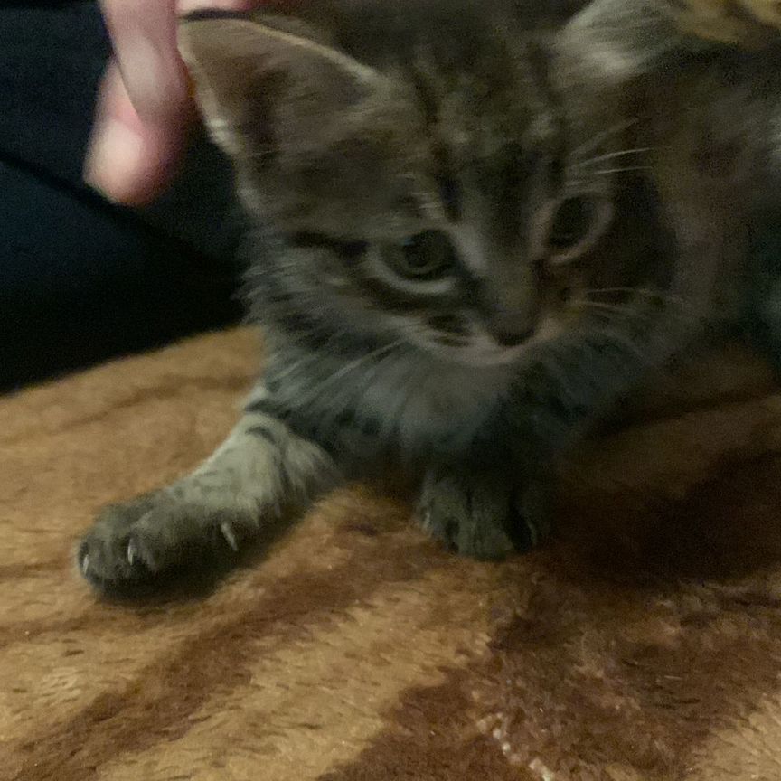 Котята в добрые руки бесплатно мальчик