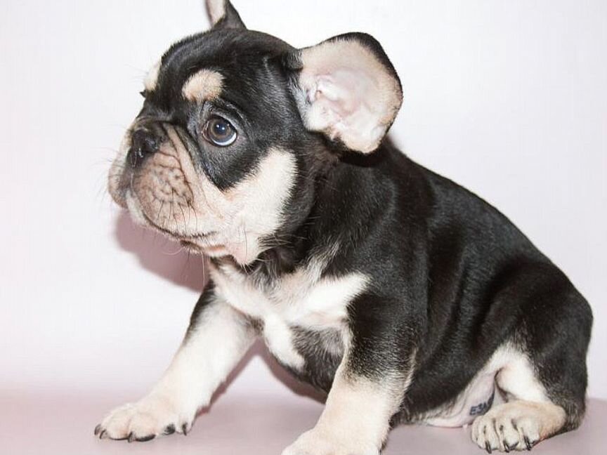 Французский бульдог