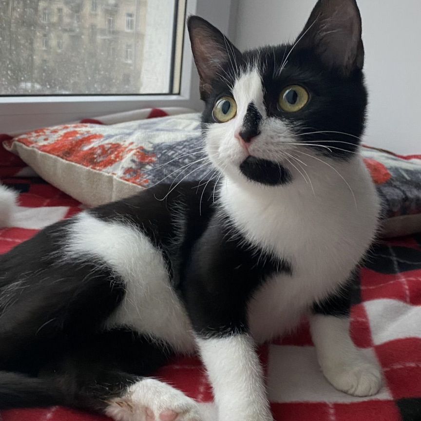 Котенок в добрые руки