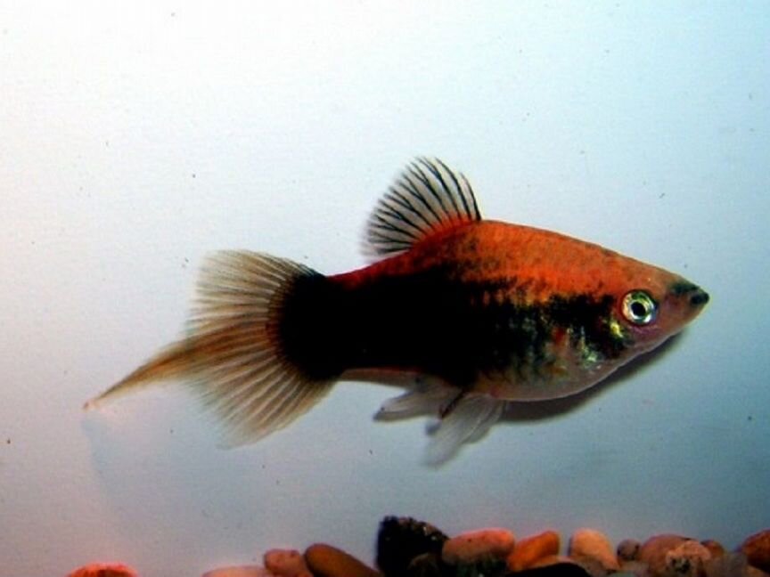 Пецилия Редиска Ассорти