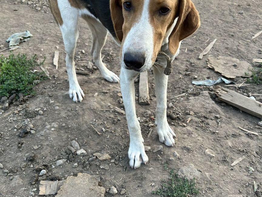 Охотничья собака