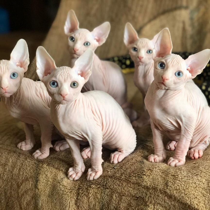 Канадский сфинкс котенок