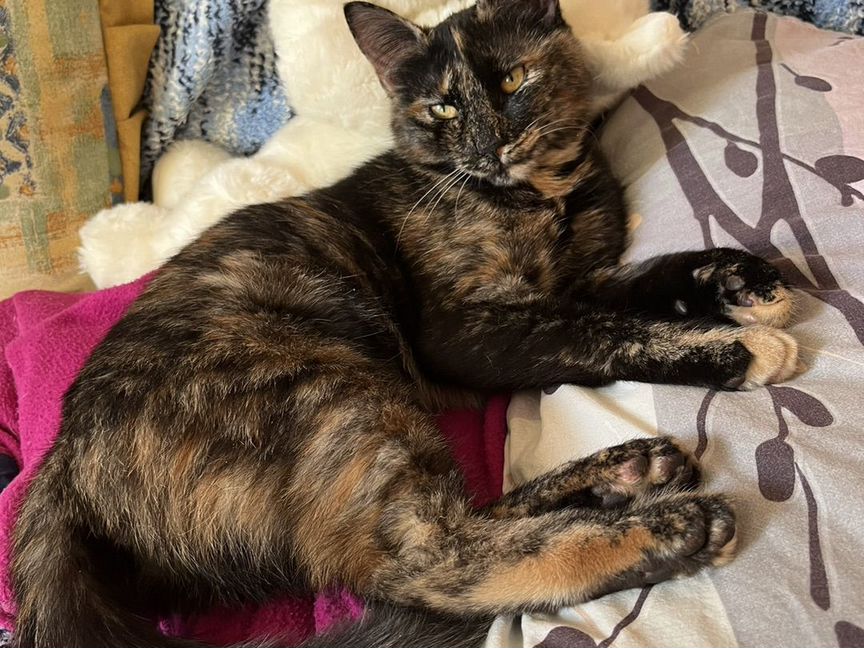 Кошка хулиганка ищет дом