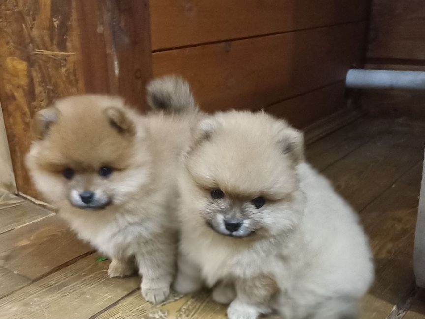 Померанский шпиц мини