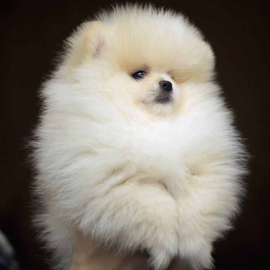 Померанский шпиц, щенок