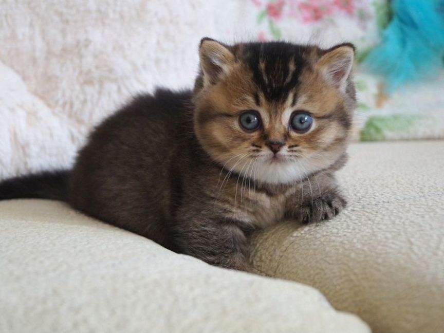 Котята