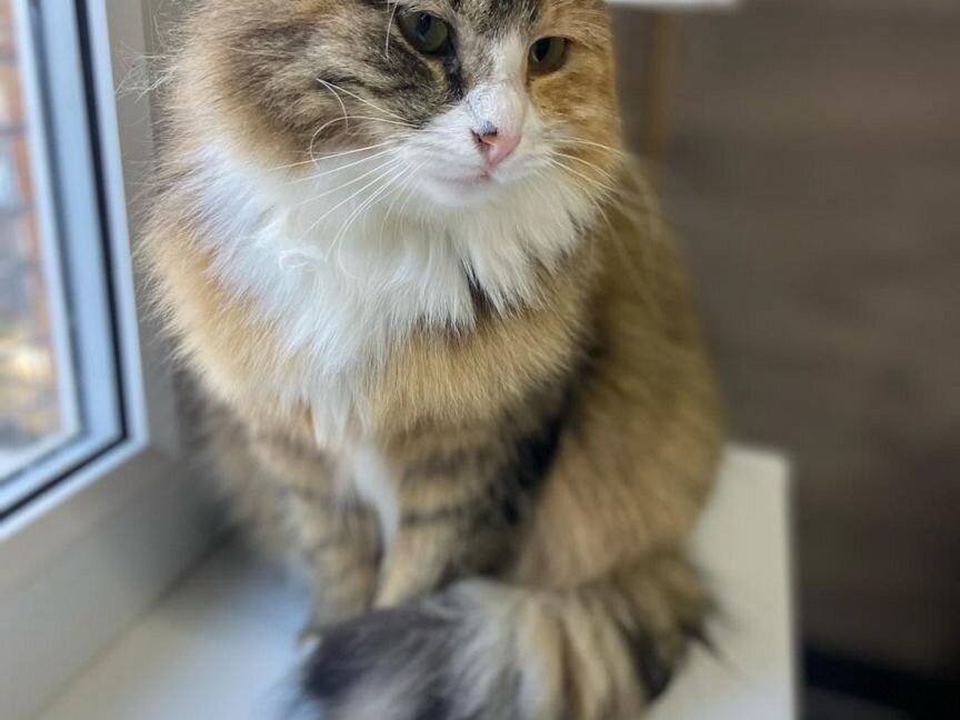 Кошка ищет семью