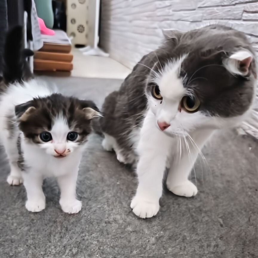 Шотландский вислоухий короткошёрстный котёнок