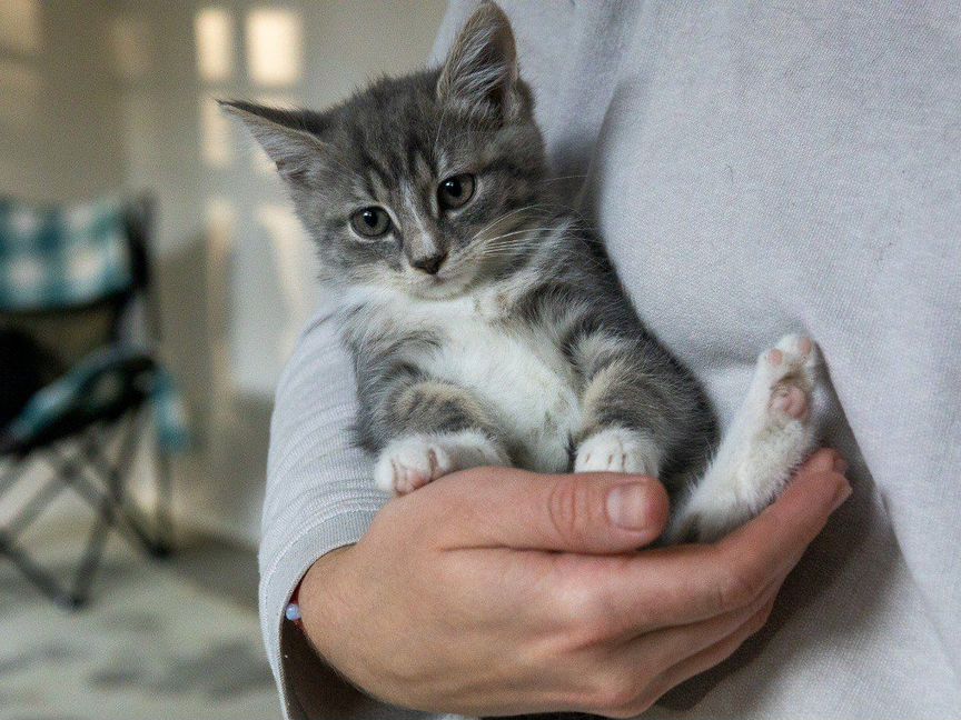 Котенок расцветка wisskas