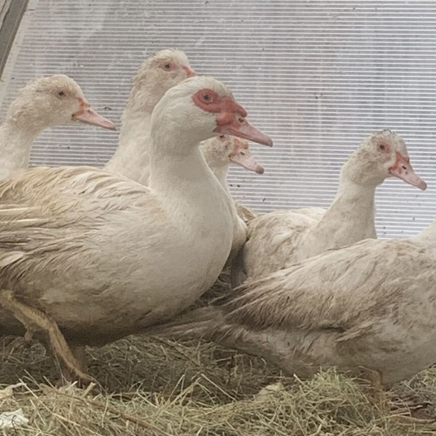 Индоутки(семья 1 5)