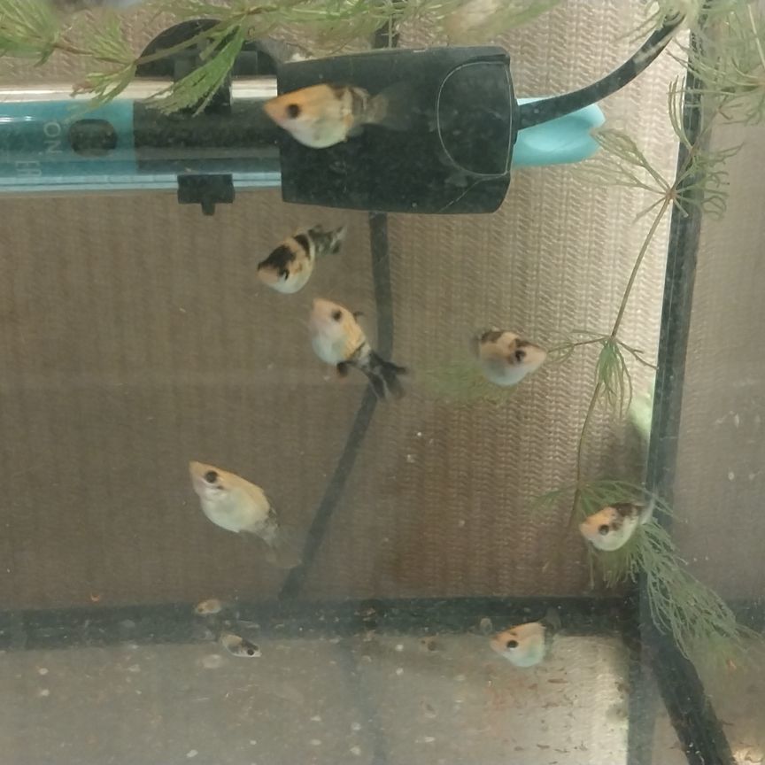 Мальки моллинезии баллон Бесплатно