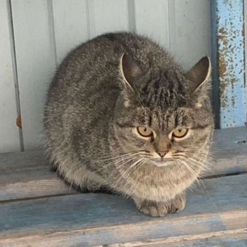 Кошечка