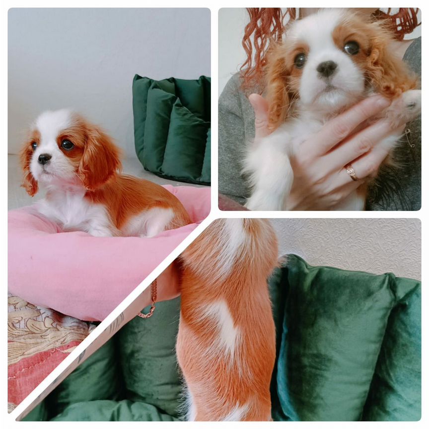 Кавалер кинг чарльз спаниель малышка