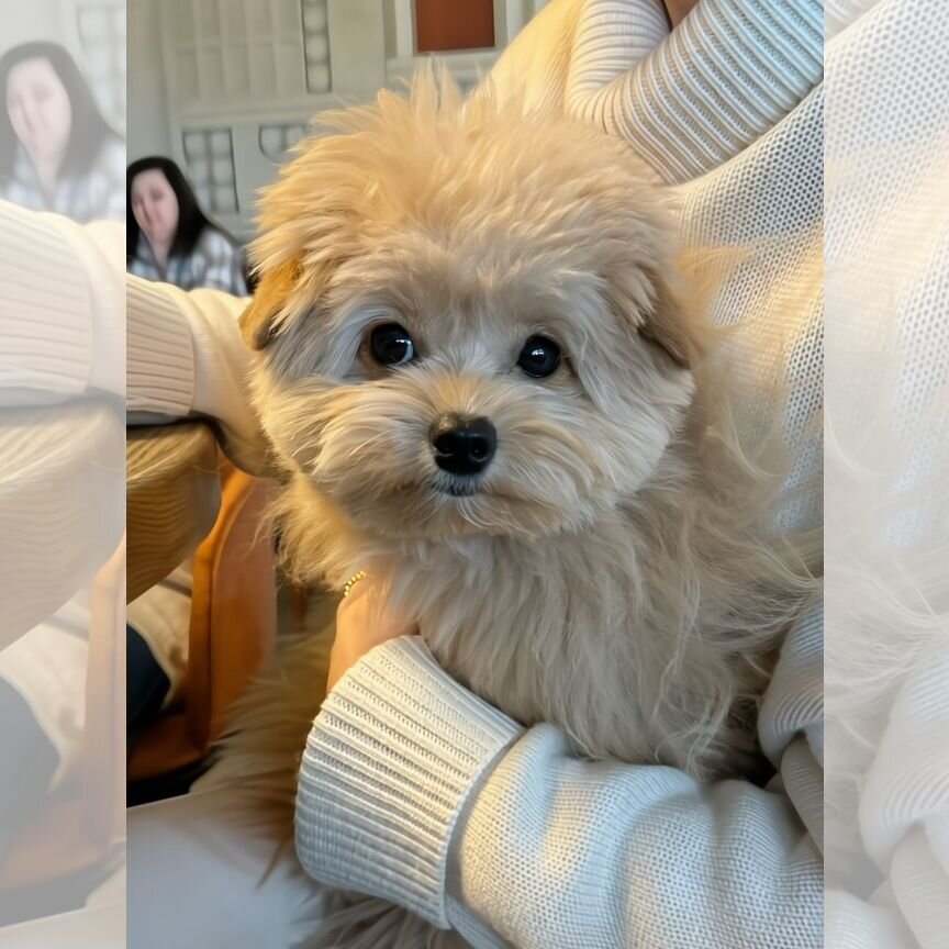 Мальтипу, щенок