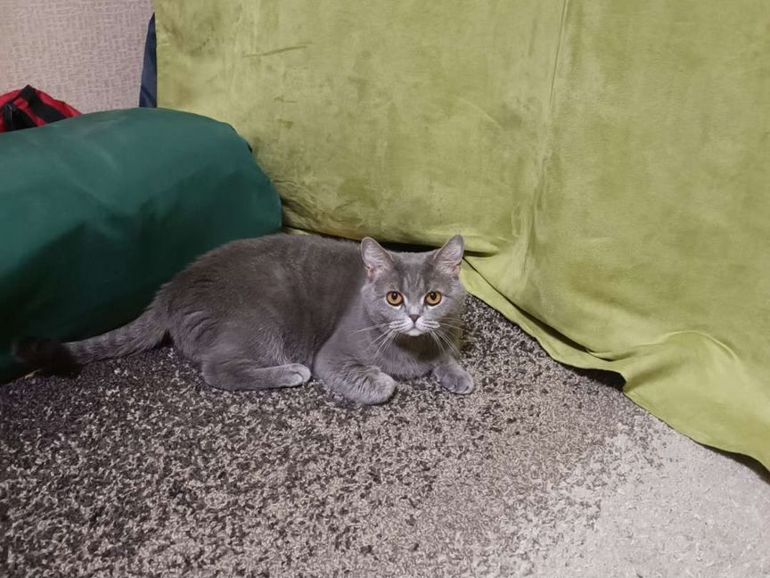 Кошка в дар бесплатно