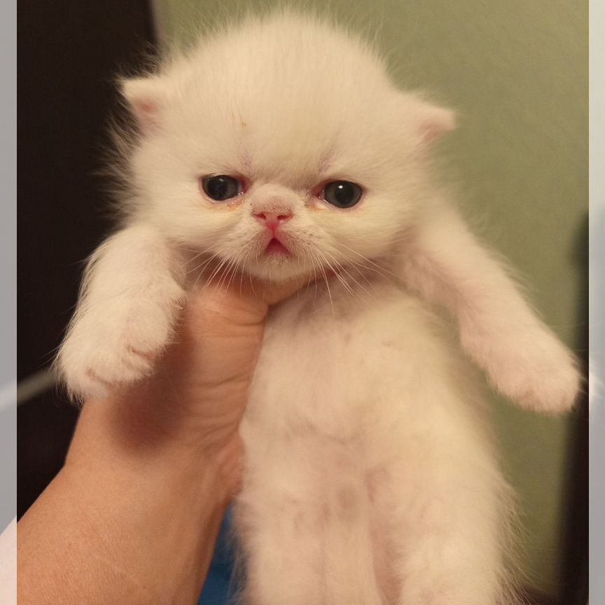 Экзотический короткошёрстный котёнок