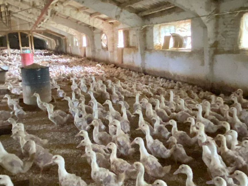 Утка бройлерная