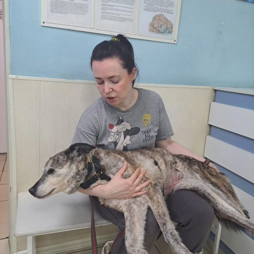 Стрекозе нужен дом и помощь с лечением