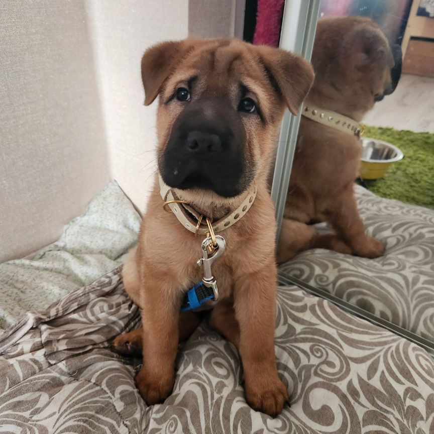 Щенок в добрые руки