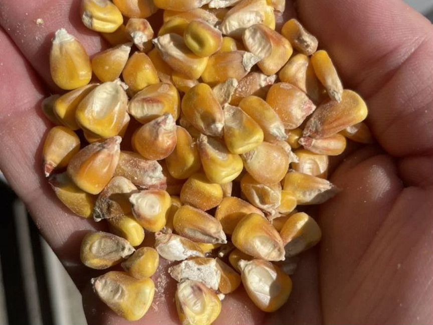 Фуражный горох, Семечко на корм/посев