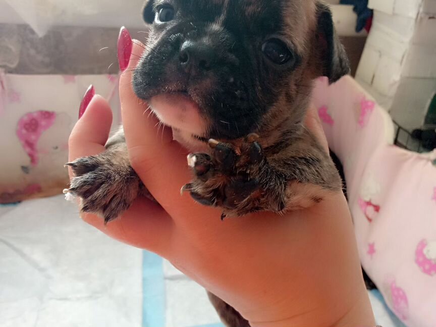 Французский бульдог щенки