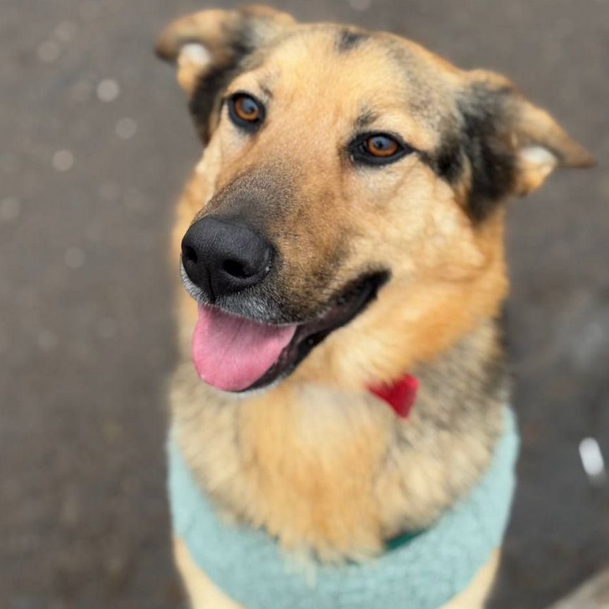 Собака в добрые руки