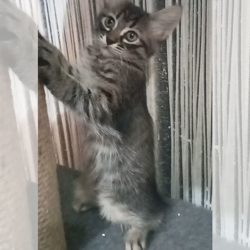 Пушистая малышка в добрые руки