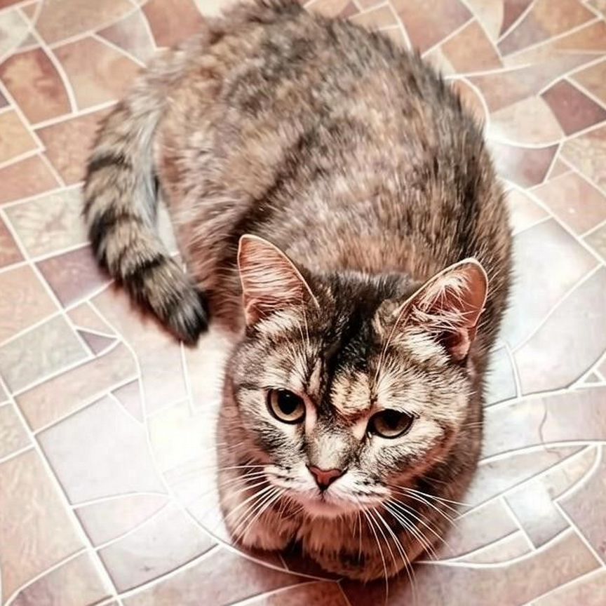 Британская короткошёрстная, взрослая кошка