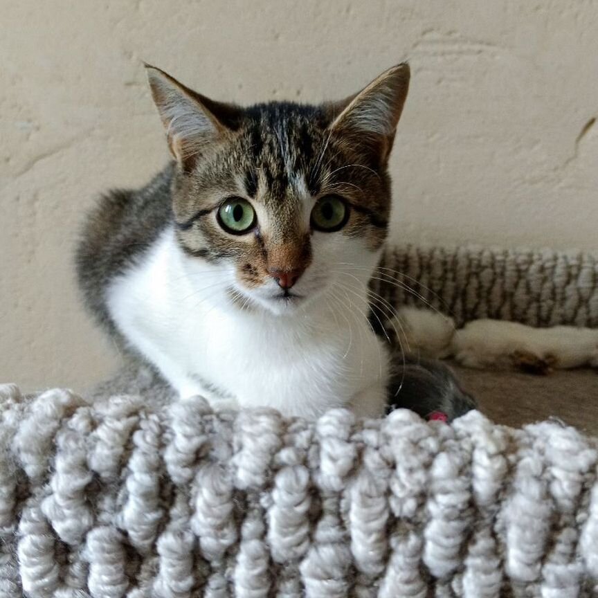 Котята