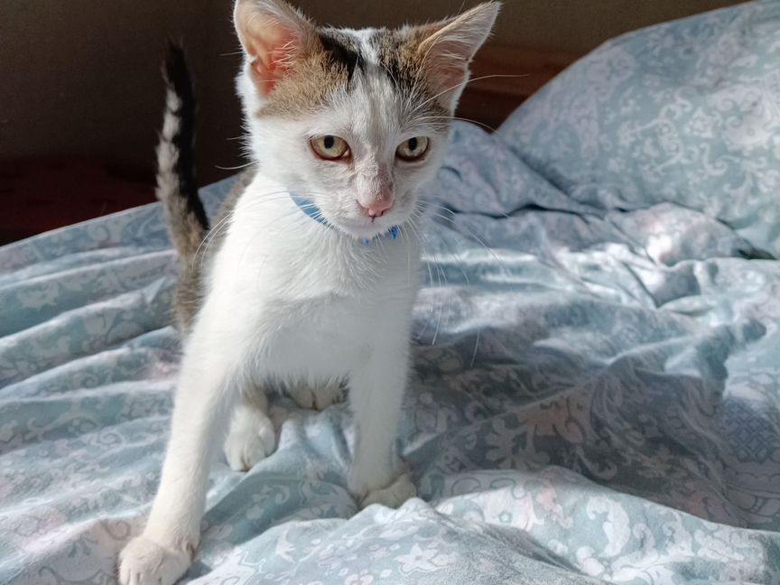 Котенок Гоша котята кот