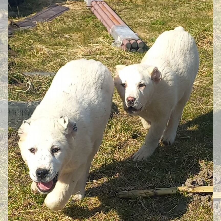 Среднеазиатская овчарка, щенок