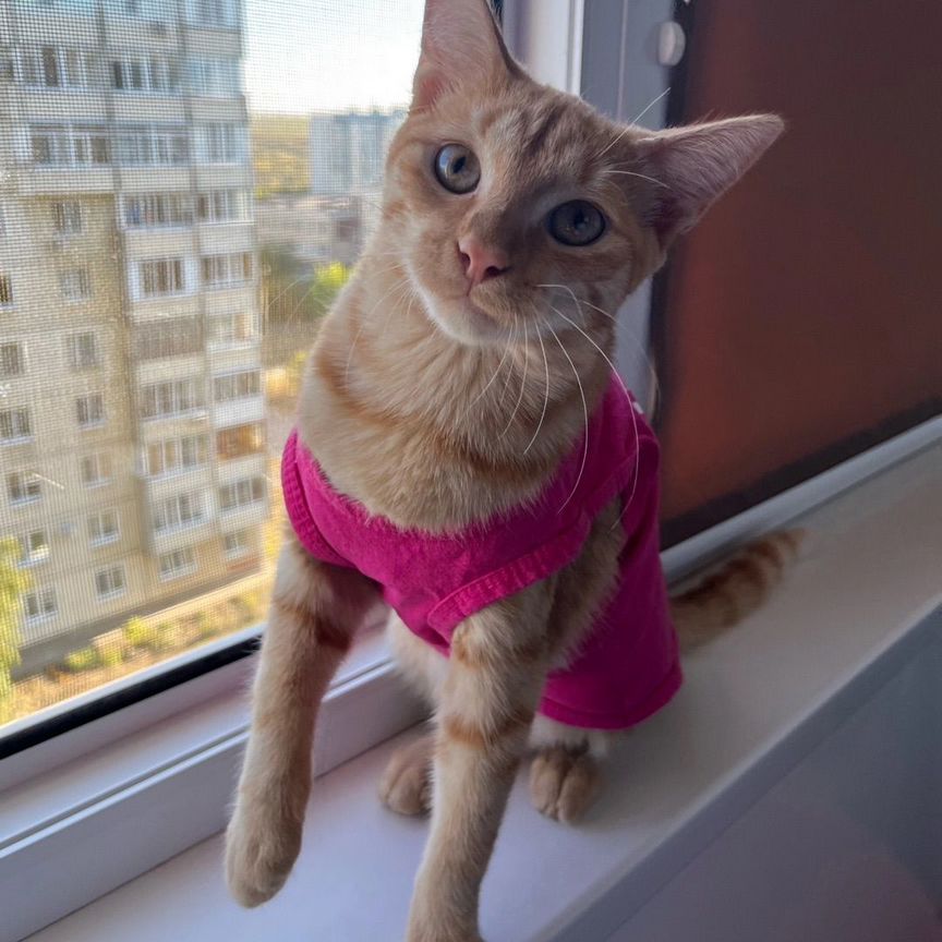 Кошка Алиса