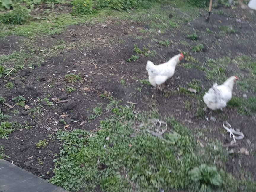 Продам кур несушек домашних