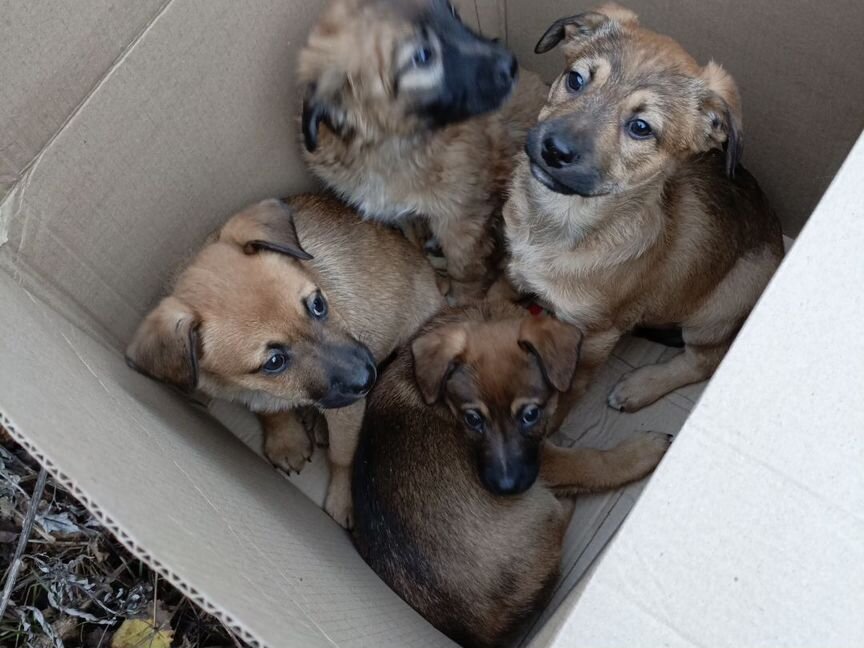 Щенки в добрые руки