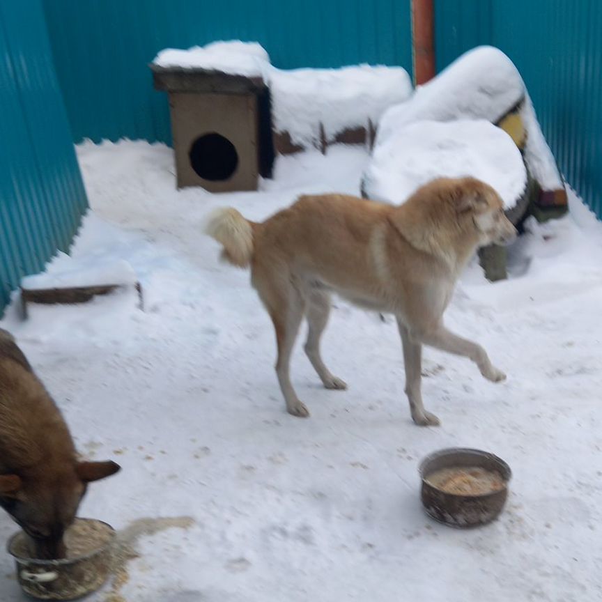 Западносибирская лайка, взрослая собака