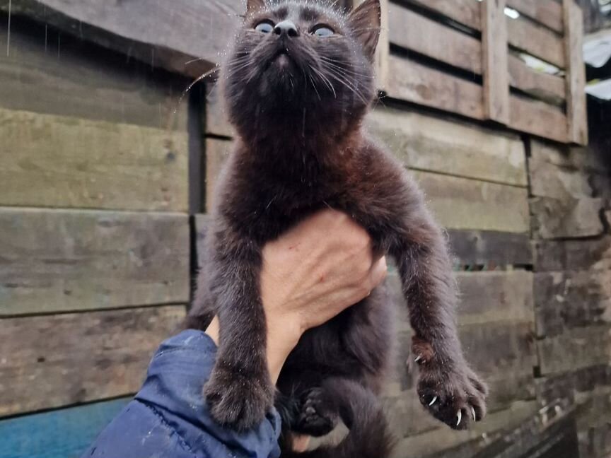 Котик