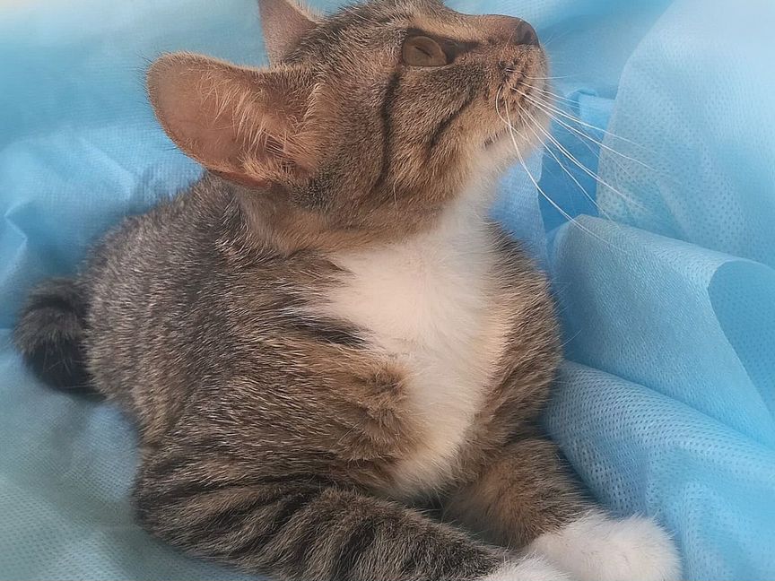 Котенок скромняшка