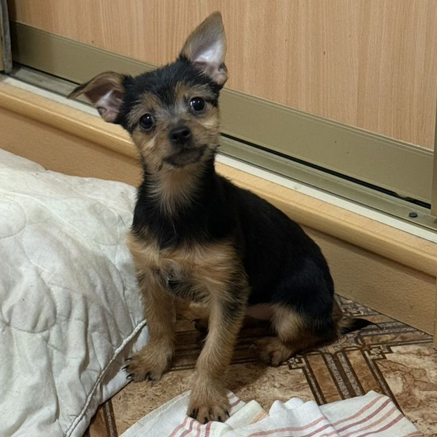 Йоркширский терьер, щенок