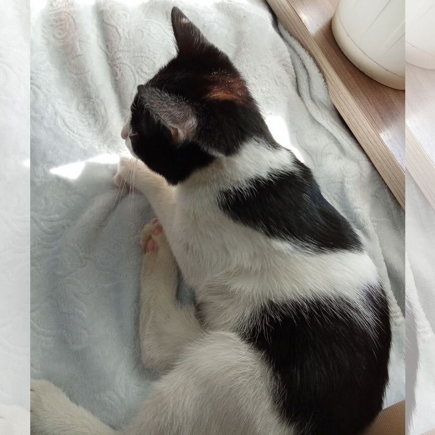 Кот