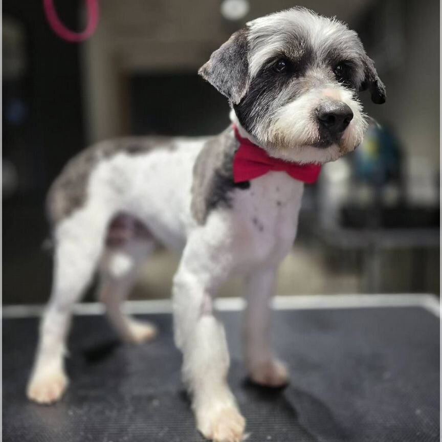 Франтик ищет дом и любящую семью