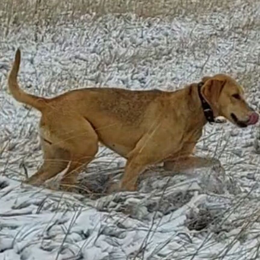 Потерялась собака в Бугульминском районе