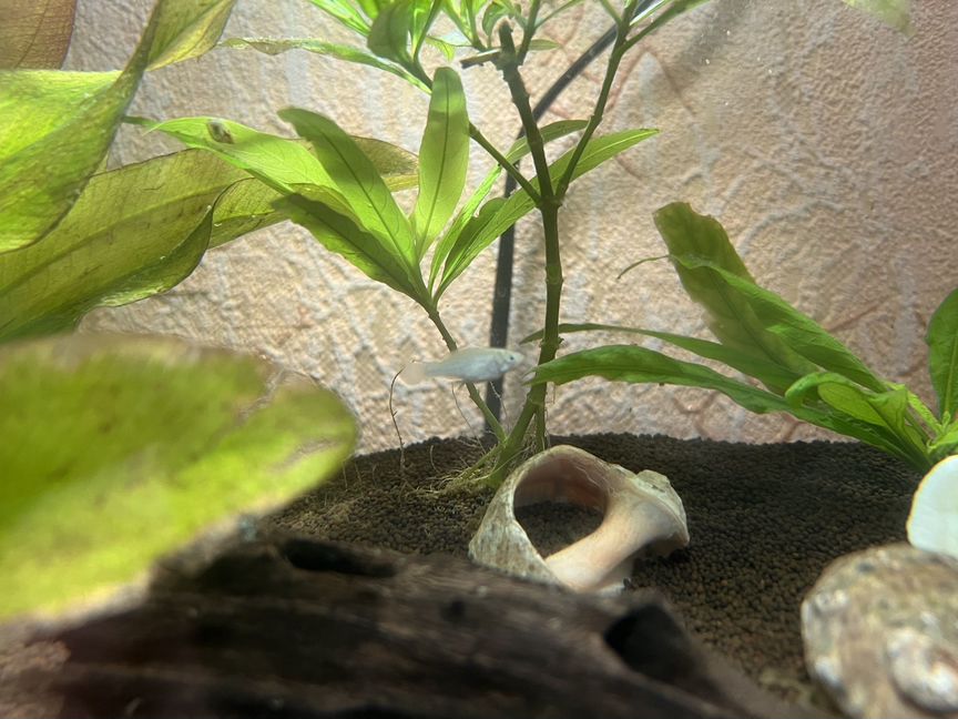 Моллинезия снежинка