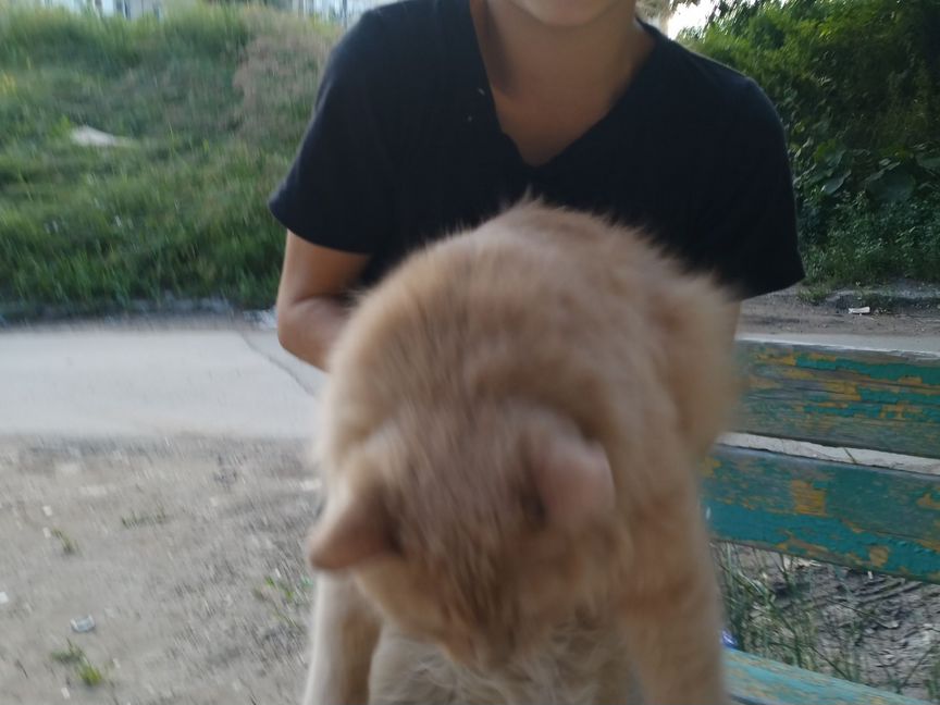 Кошка персик