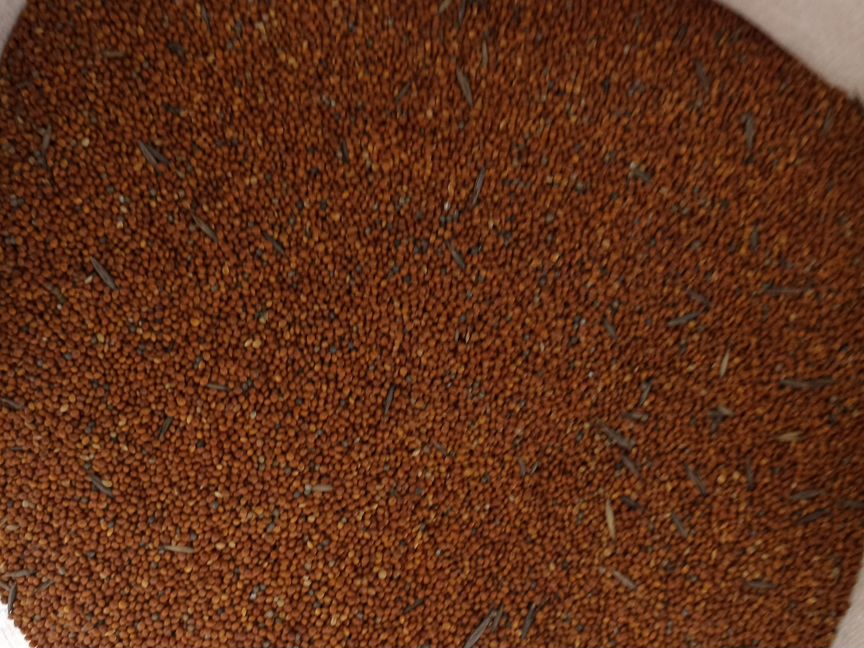 Просо красное