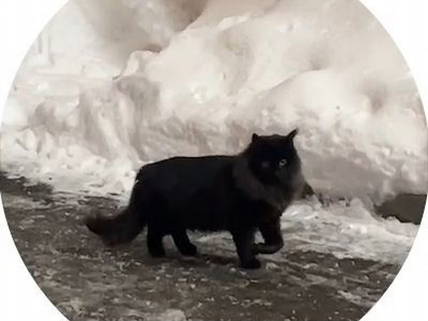 Кошка со сломанной лапкой